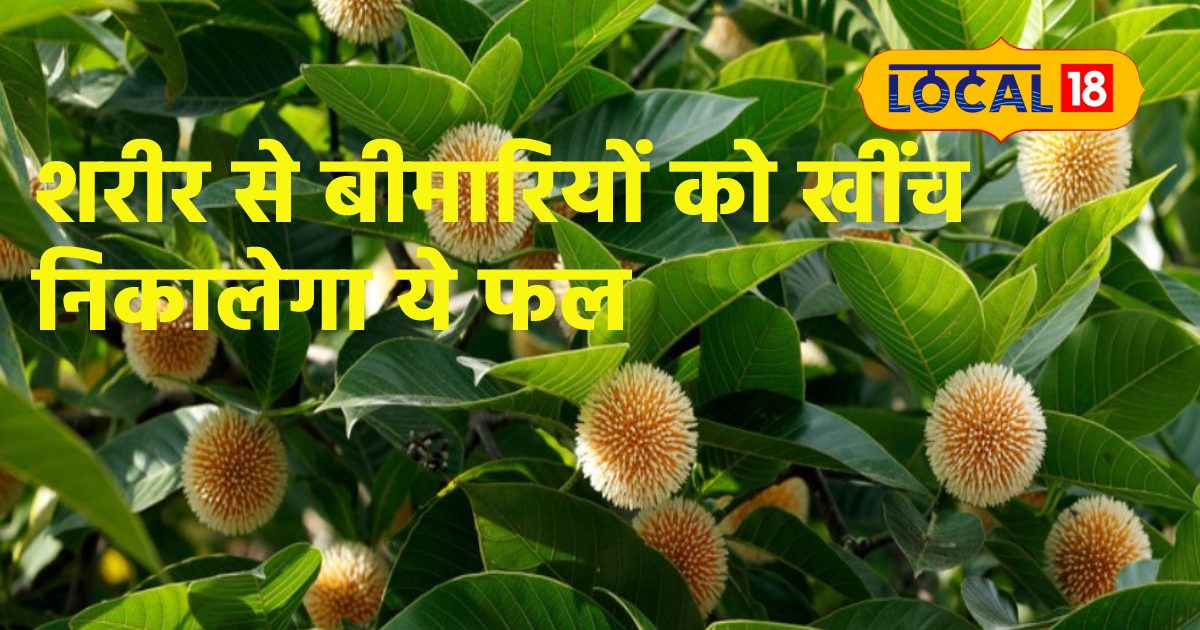 Kadamba Facts And Health Benefits