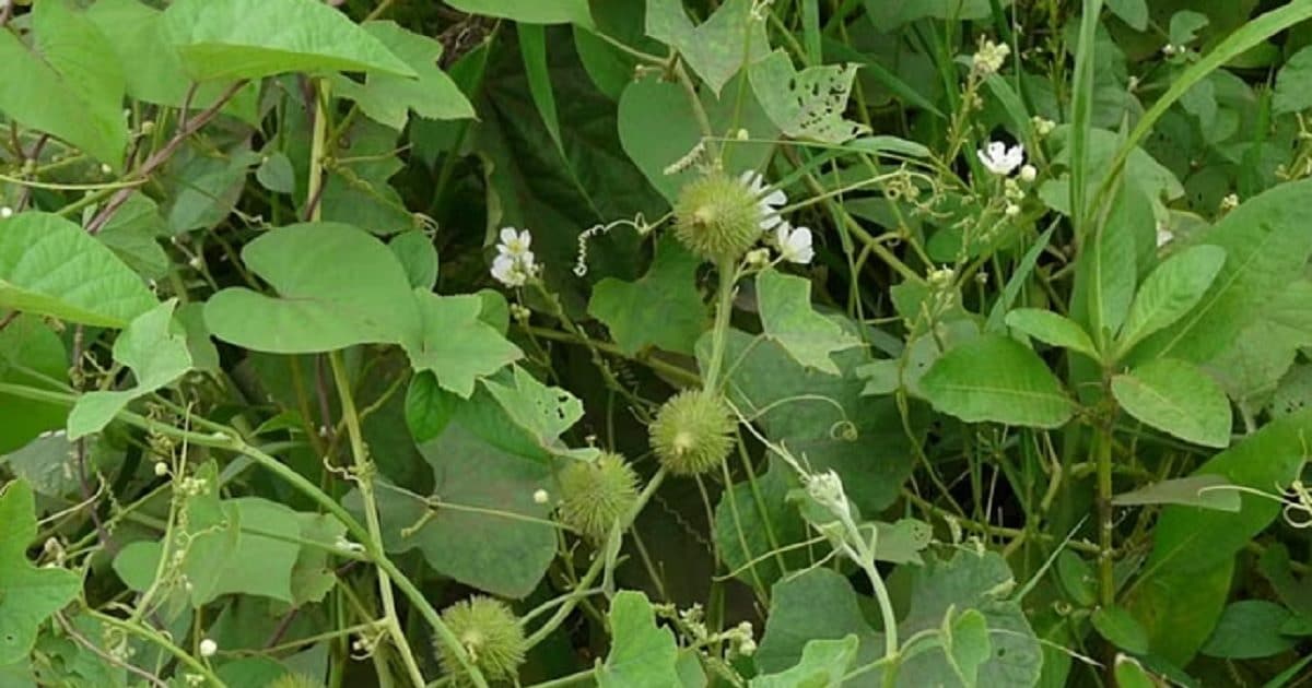 ऐसा कौन सा फल है जो सांप के जहर को काटता है? 5 मिनट में कर देता है ...