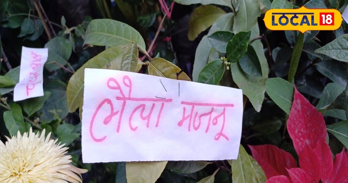 पति-पत्नी के बीच चल रही है अनबन? तो घर में लगा लें यह पौधा, आने लगेगी ...