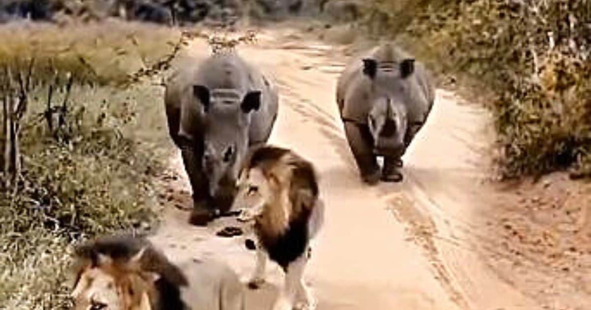 रास्ते में आराम फरमा रहे थे शेर, पीछे से टहलते हुए आ गए गैंडे, देखते ही 'जंगल के राजा' की निकली ...