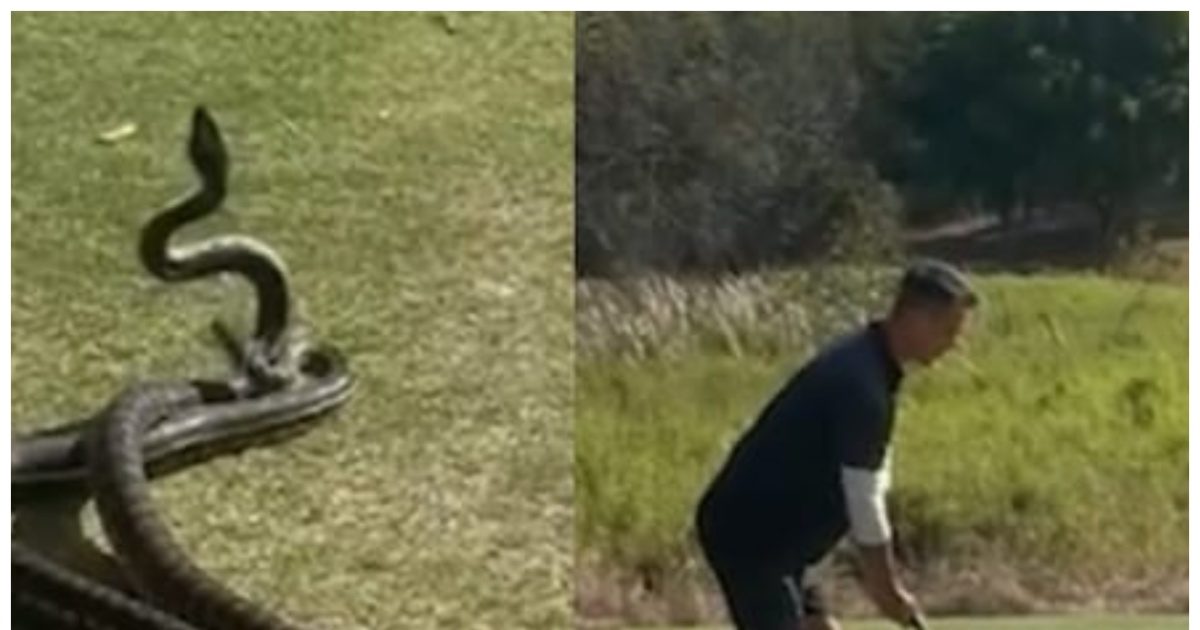 VIDEO: 'पीछे तो देखो...', बगल में 2 सांपों की हो रही थी लड़ाई, इधर ...