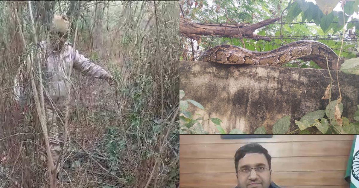 मेरठ की पॉश कॉलोनी में निकला जिंदा दैत्‍य, हलक में आई लोगों की जान, घर ...