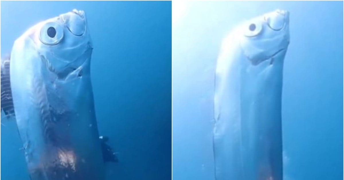 दुनिया की सबसे दुर्लभ मछली, हर तरह से नजर आती है अजीबोगरीब, जानिए क्यों ...