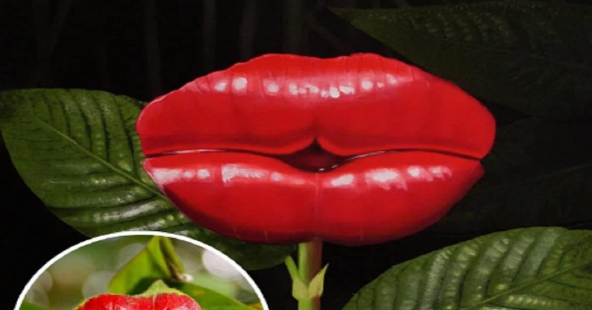 दुनिया का वो पौधा, जिसके होते हैं होंठ! देखते ही किस करने का बन जाएगा ...