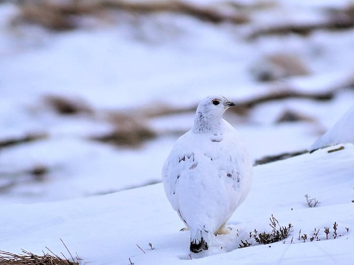 Know about animals that change colour to white in winter - वो जानवर जो ...
