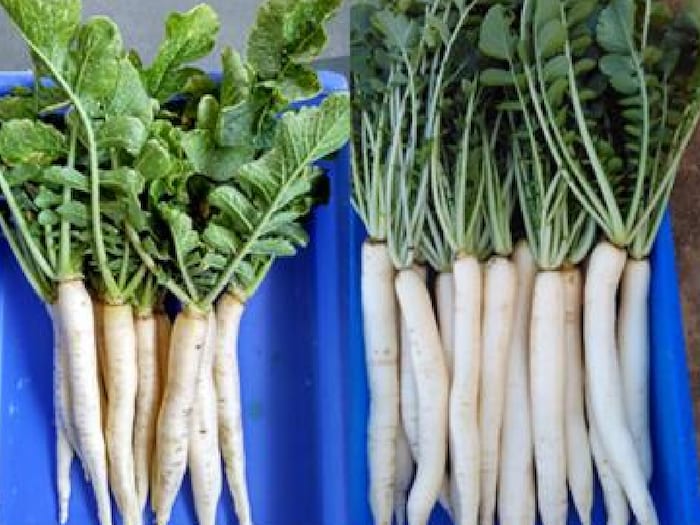 Mooli: मूली है या कूड़ा? खरीदने से पहले जान लें ये 4 बातें? पराठा हो या ...