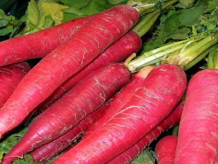 Mooli: मूली है या कूड़ा? खरीदने से पहले जान लें ये 4 बातें? पराठा हो या ...