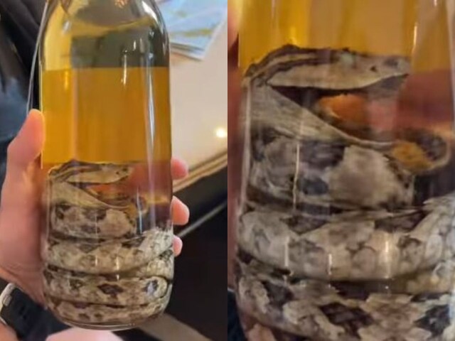 शराब में सांप! यहां बिक रही 'Snake Whiskey', बोतल देखकर ही खौफ से थर-थर ...