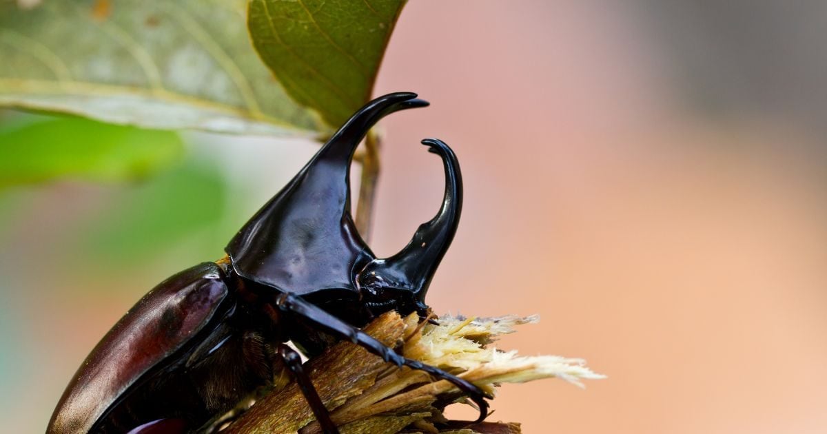 दुनिया का सबसे महंगा कीड़ा, जो रहता है कचरे में, पर मिल जाए तो खरीद ...