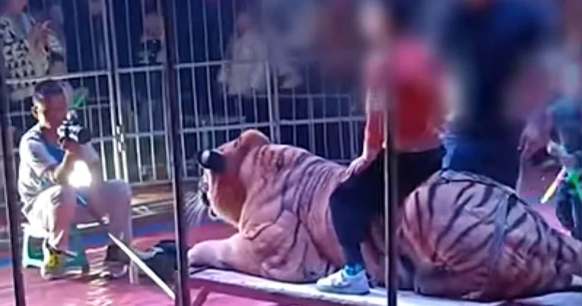 'टाइगर देखने आएं तो सवारी का लुत्फ भी उठाएं', सर्कस दे रहा है बवाल ऑफर ...