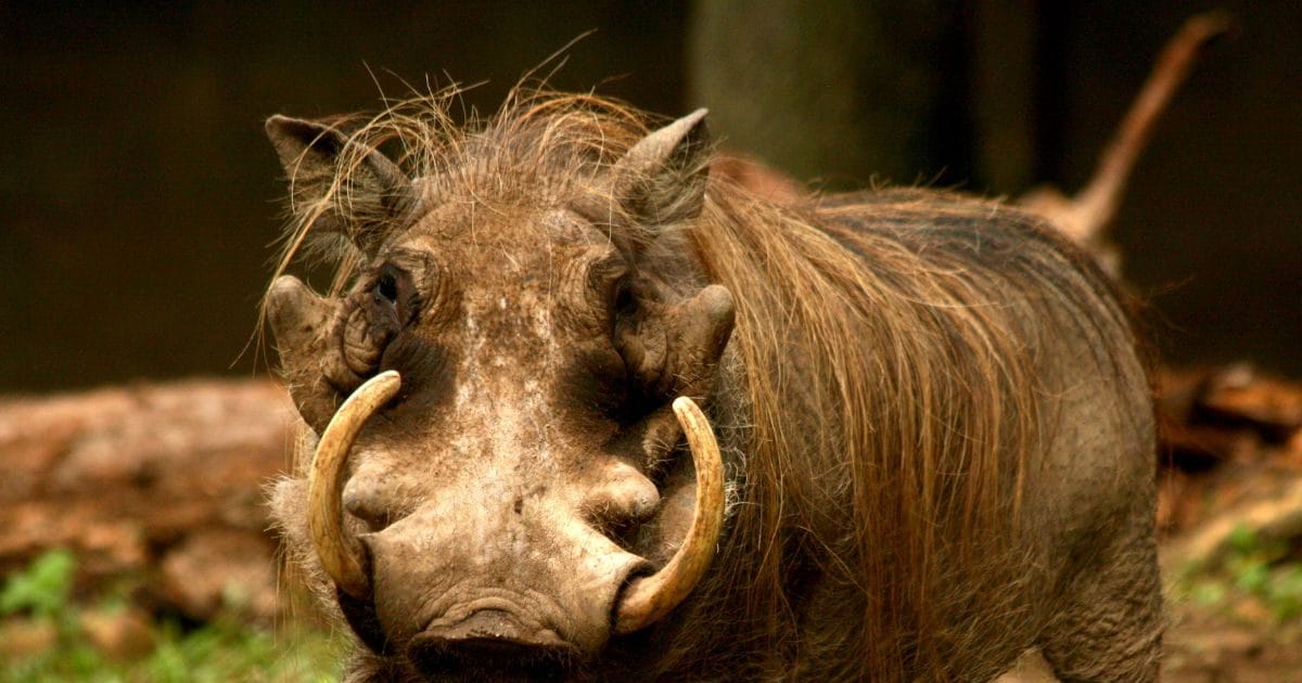 लाखों में बिकता है इस जानवर का एक दांत, हाथी दांत से भी ज्‍यादा कीमत ...