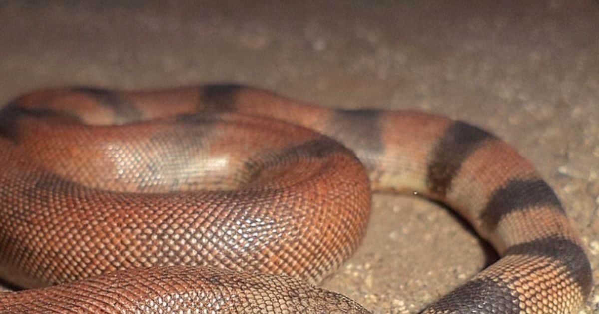 दोमुंहा सांप बिकता है लाखों में, एक भी मिल जाए तो बदल जाएगी क‍िस्‍मत ...