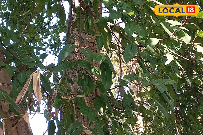 ये पेड़ बना देगा धनवान... जड़ को सोने-चांदी की ताबीज में पहनने से मजबूत ...