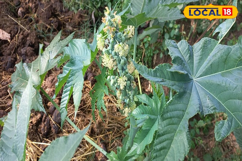 इस पत्ते का तेल औषधि; झड़ते बाल, चेहरे के काले धब्बे कर देगा दूर, मालिश ...