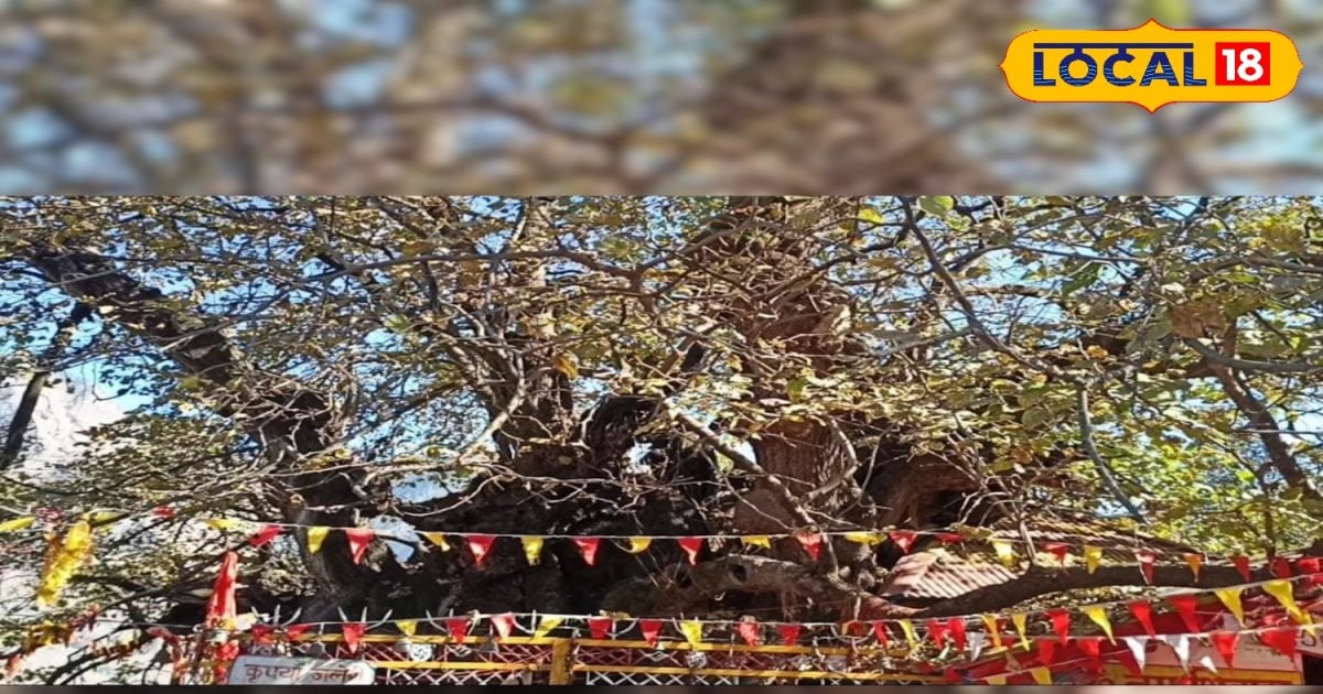 गजब का पेड़...आदि गुरु शंकराचार्य को मिला था दिव्य ज्ञान! पत्तों से कई बीमारियों का होता है इलाज ...