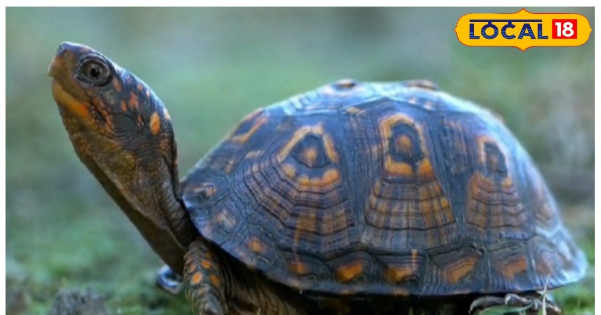 गोमती नदी से खत्म हो रहे हैं कछुए, तीन प्रजातियां हुईं विलुप्त, बचे ...