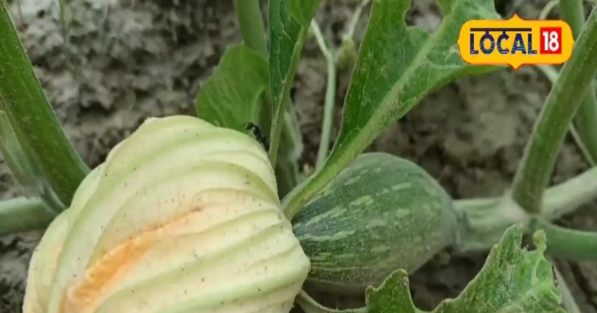 इस एक सब्जी से बनते हैं 25 प्रकार के आइटम! फल, फूल, पत्ती और ठंडल का ...