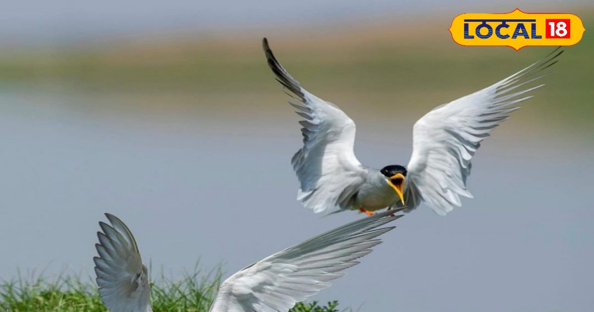 इन विदेशी मेहमानों को भा रहा MP का यह पार्क, सतपुड़ा टाइगर रिजर्व में ...