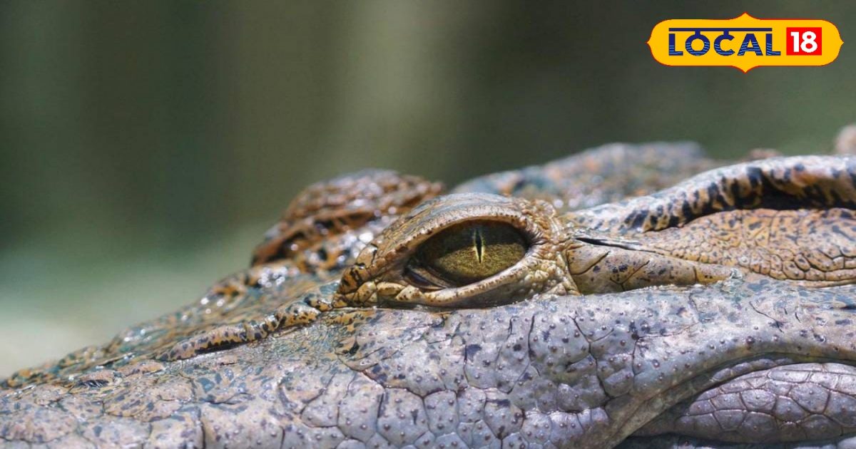 जमशेदपुर: चिड़ियाघर में जल्द आएंगे विदेश पंछी, गुजरात, कोलकाता से मंगाए गए 'मेहमान' - Zoo ...