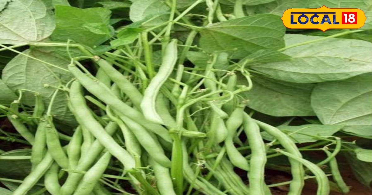 राजमा-फ्रेंच बीन के लिए खतरनाक है सफेद तना सड़न रोग? जानिए नुकसान-बचाव ...