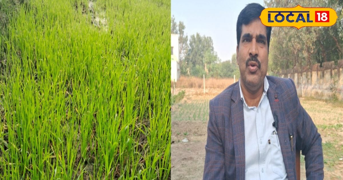 सर्दी में आ जाए 'गेहूं का मामा', तो फौरन आजमाएं ये नुस्खा, वरना कमाई का ...