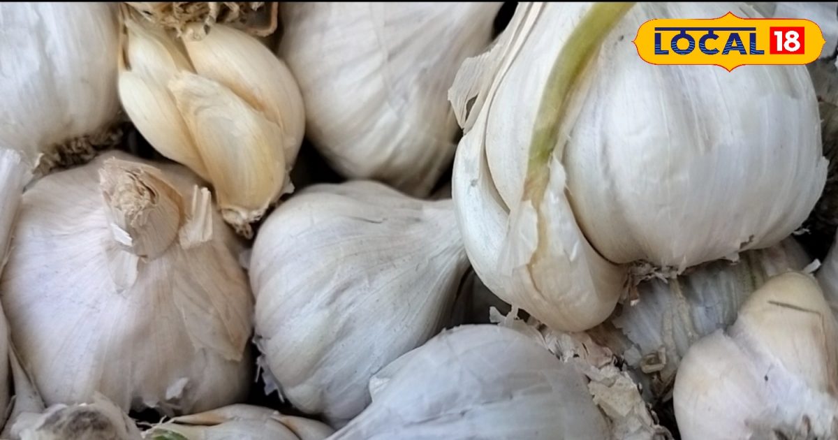 Garlic benefits it can prevent from many diseases