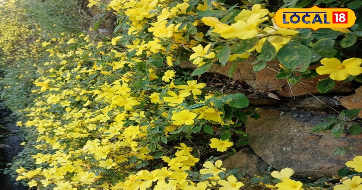 Fyonli aka pyoli flower blooms before spring season