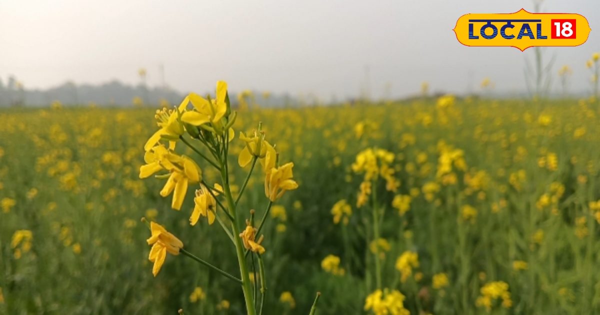 शीतलहर-पाले से ऐसे बचाएं फसलों को, पूसा के कृषि वैज्ञानिक की मानें यह ...