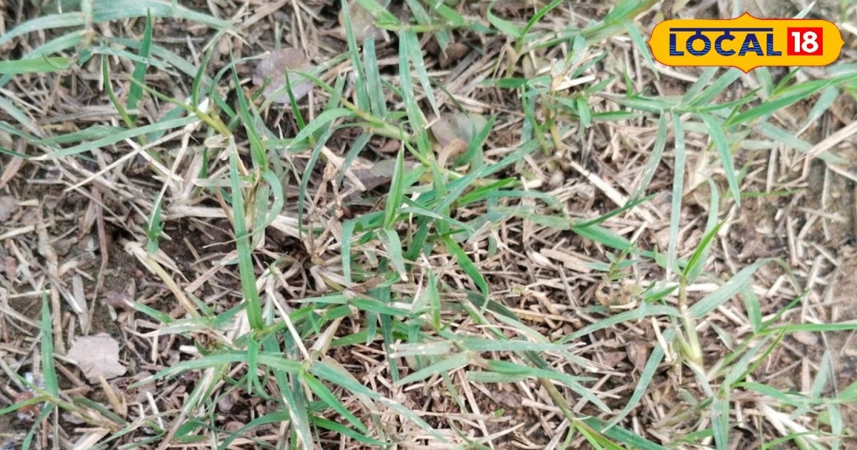 चमत्कारी है ये घास..., अल्सर-पाइल्स के मरीजों के लिए संजीवनी, दांतों के ...