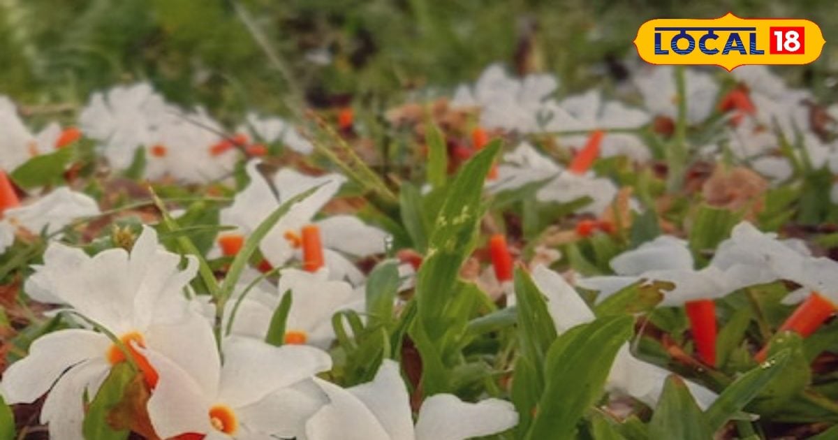 Harsingar plant emerged during sea churning and is effective in many ...