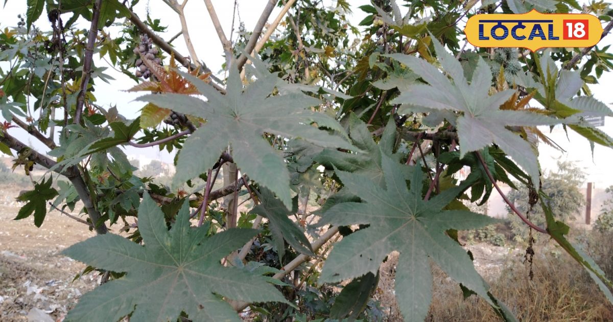 This plant is very useful in relieving all types of pain including ...
