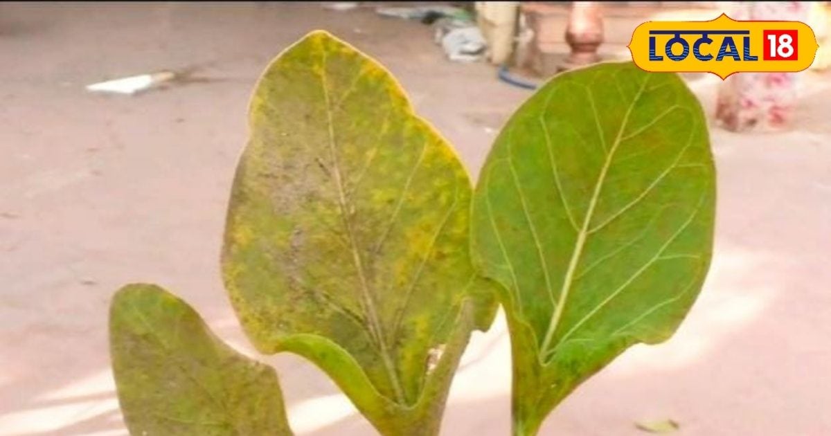 shivrinarayan-dham-shri-ram-ate-false-plums-shabari-even-today-tree ...