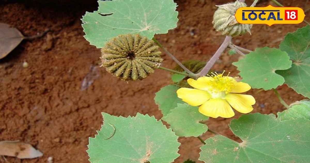 Leaves, roots as well as seeds of this tree are beneficial, know the ...