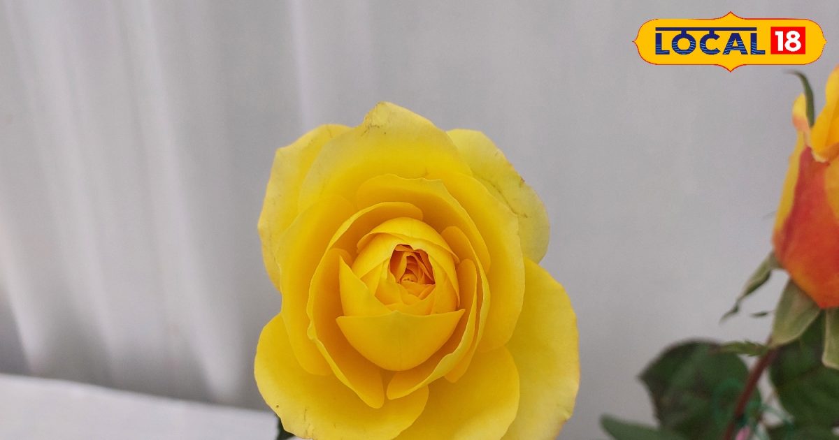 People were surprised to see more than 200 varieties of roses, these ...