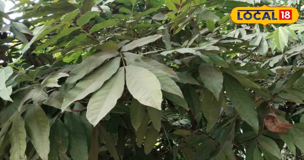 The tree is amazing, it is useful from roots, stem to flowers. - News18 ...