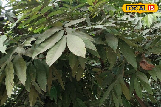The tree is amazing, it is useful from roots, stem to flowers. - News18 ...
