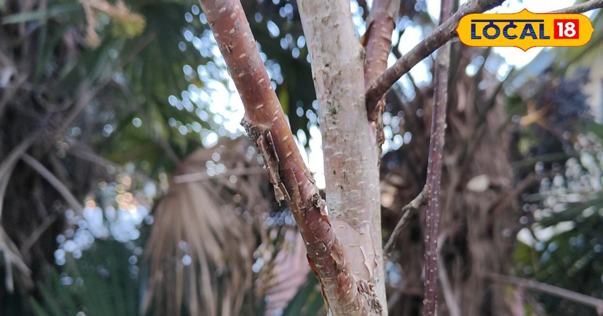 Bhoj patra plant aka himalaya birch is very beneficial for health