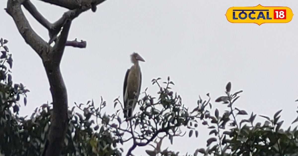 250 year old banyan tree is the home of extinct Garuda birds, know why villagers are considering ...