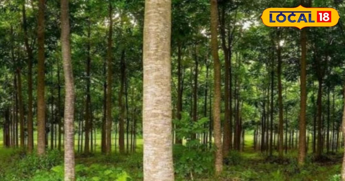 This weapon making tree will make you a millionaire in 12 years, plant ...