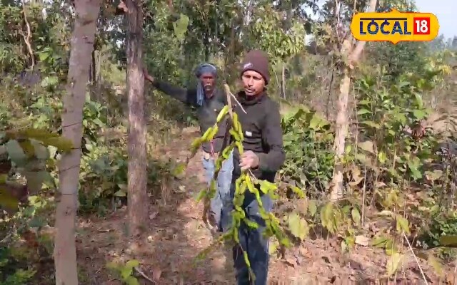 Amazing insect cocoons The tree on which the leaves live chews earns lakhs