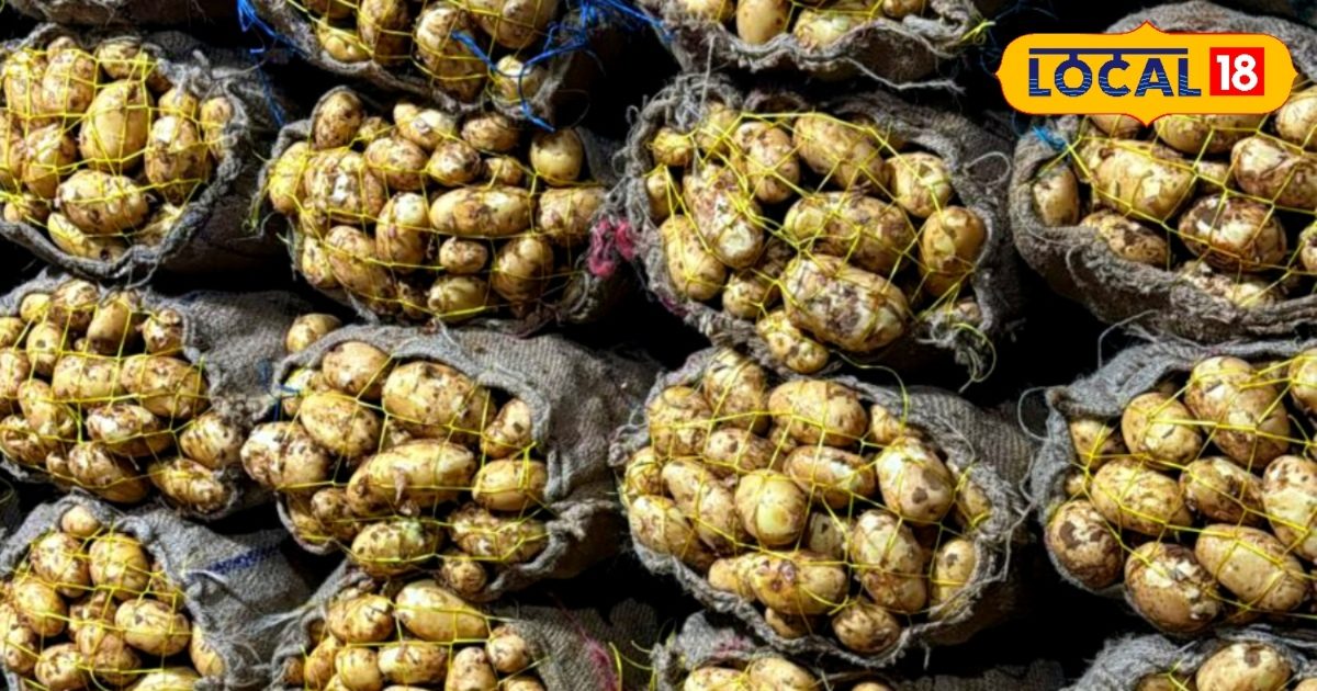This potato shines like gold: It is the best in taste, even the ...