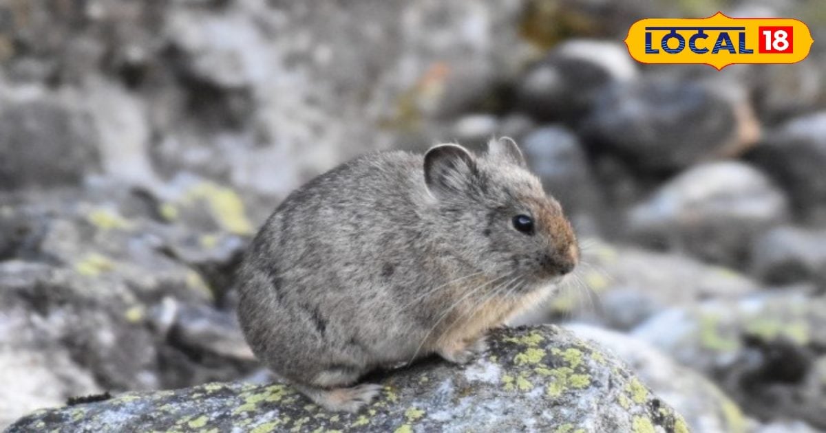 Himalayan Pika spotted at valley-of-flowers-and-tungnath-valley-in ...