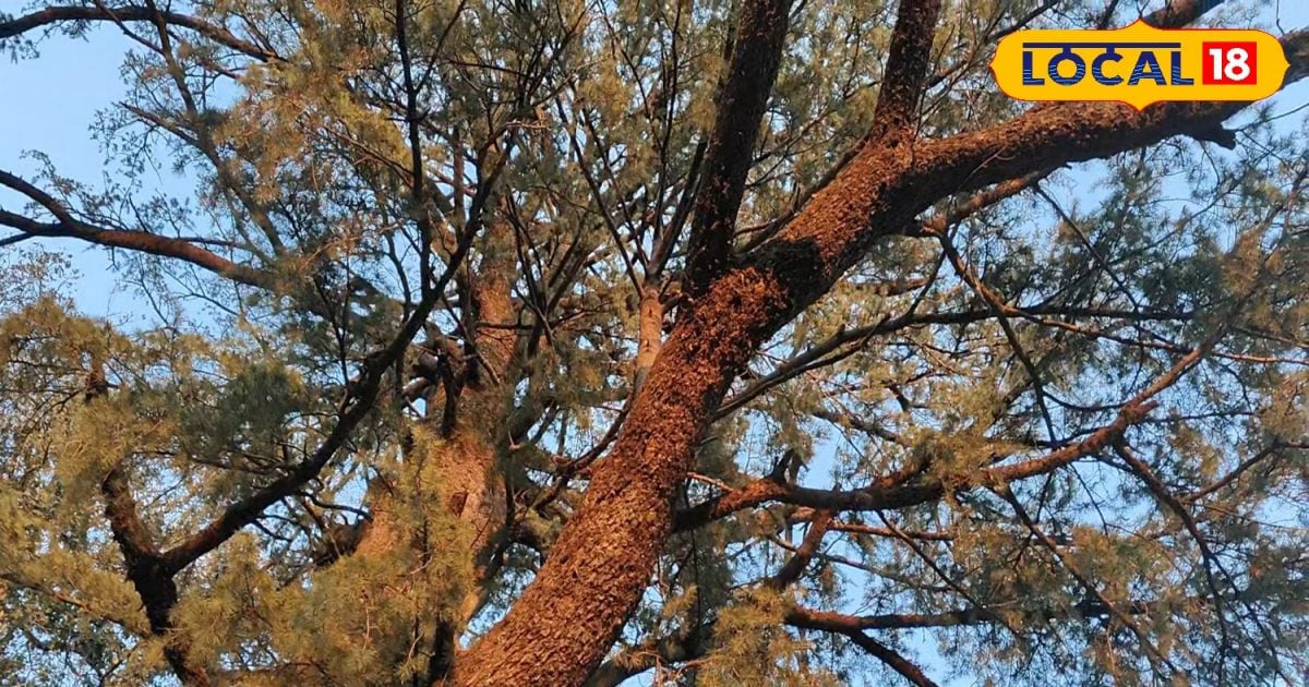 Wood of the god Deodar tree has many medicinal benefits