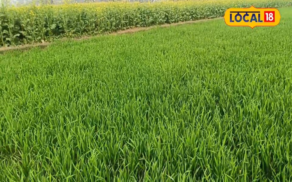 If fog is causing damage to wheat, mustard and potato crops, then take ...