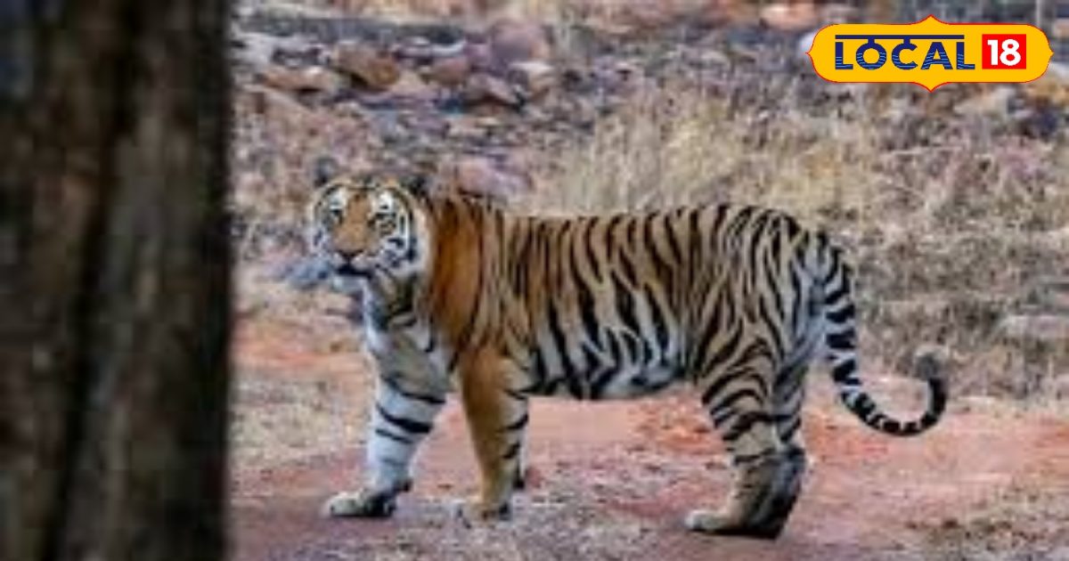 झारखंड के इस इलाके में सालों बाद दिखा बाघ, वन विभाग खुश पर लोगों को ...