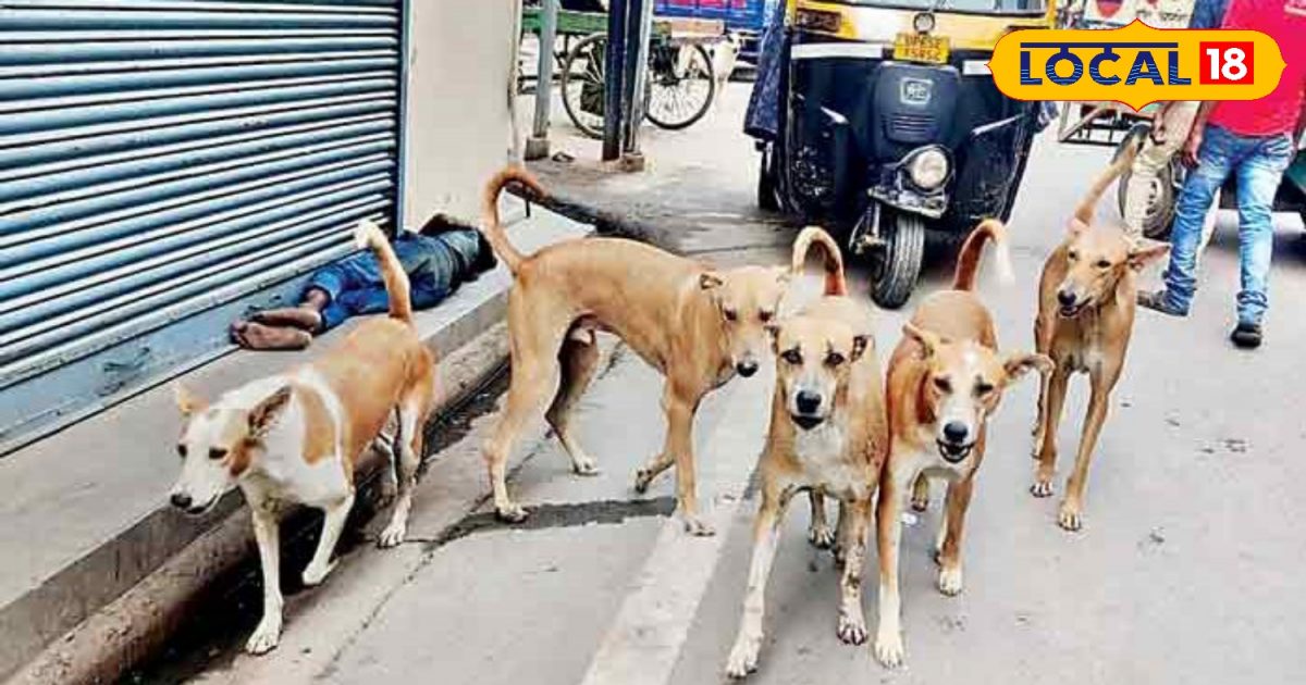 अब खत्म होगा आवारा कुत्तों का आतंक, जानवरों के लिए यहां पर बन रहा है ...