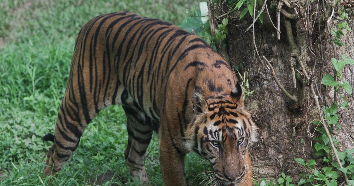 Human Deaths in Tiger Attacks Increased Five Fold Since 2018 What is ...