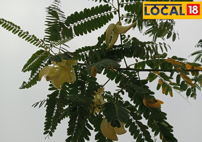 PHOTOS : ये पेड़ नहीं संजीवनी बूटी है, तने से लेकर फूल तक सब रामबाण ...