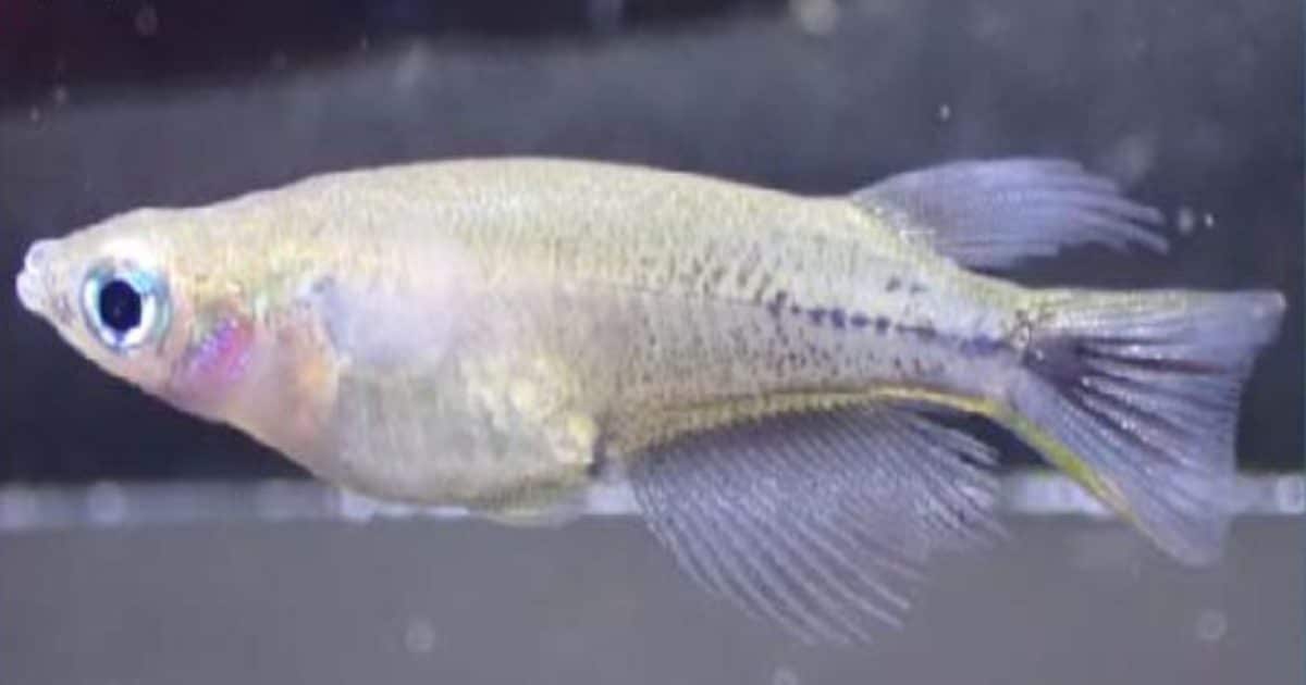 दुनिया की सबसे अनोखी मछली, उकसाने पर गुस्से में बदल लेती है रंग, खूबी ...