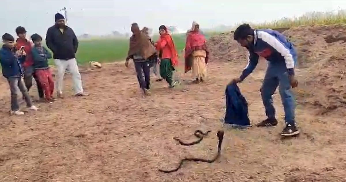 VIDEO: भारत के सबसे जहरीले सांपों का रेस्कयू, फैक्ट्री में कर रहे थे ...